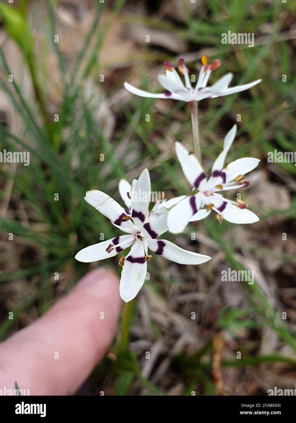 Early Nancy (Wurmbea dioica) Plantae Stock Photo - Alamy
