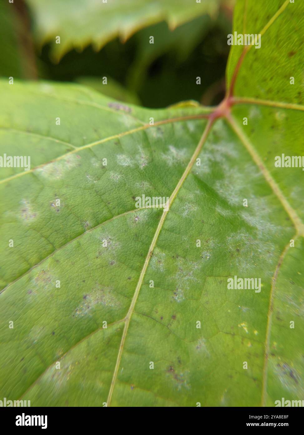 Grape Powdery Mildew (Erysiphe necator) Fungi Stock Photo - Alamy