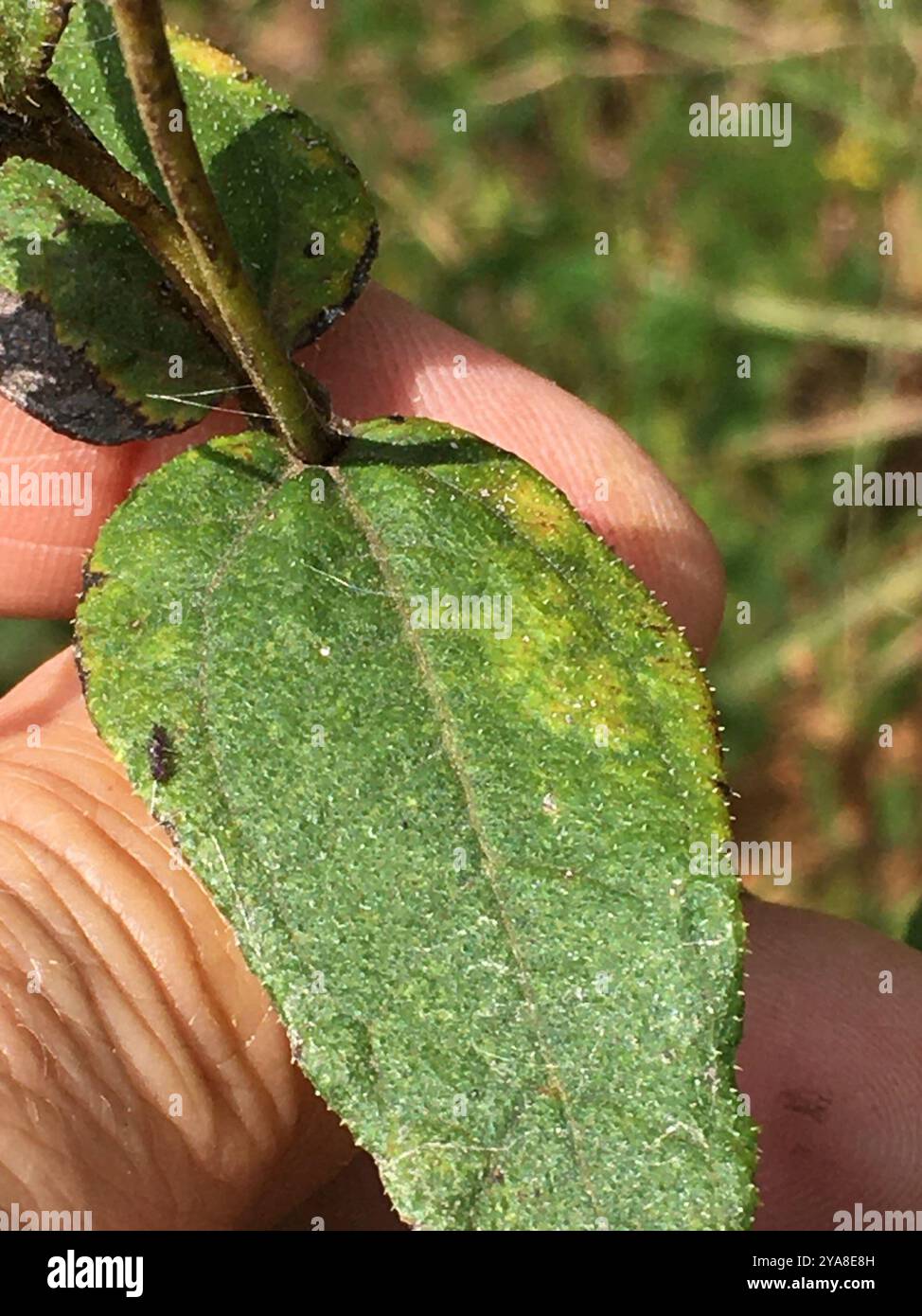 stiff-hair sunflower (Helianthus hirsutus) Plantae Stock Photo - Alamy