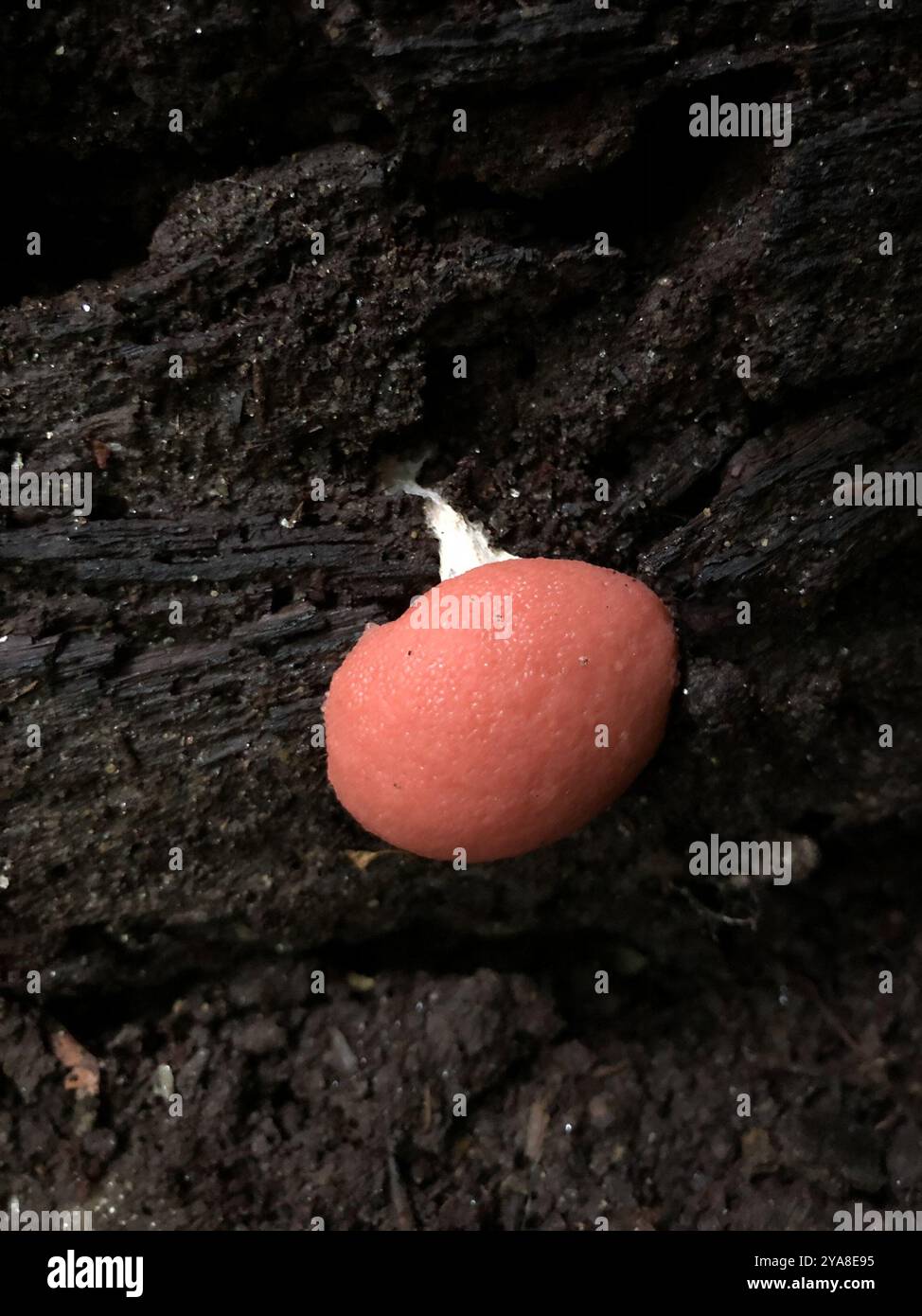 Red Raspberry Slime Mold (Tubifera ferruginosa) Protozoa Stock Photo ...