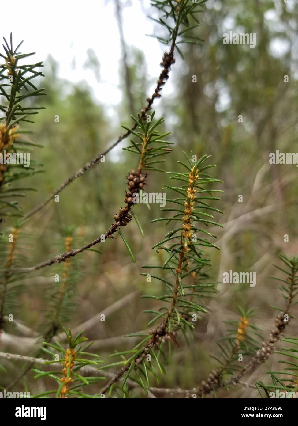 Florida rosemary (Ceratiola ericoides) Plantae Stock Photo - Alamy