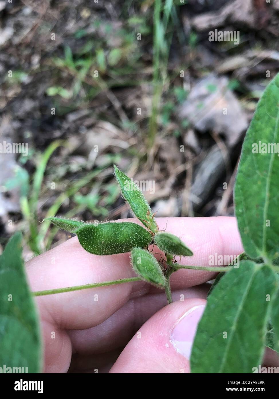 Twining Snoutbean (Rhynchosia tomentosa) Plantae Stock Photo - Alamy