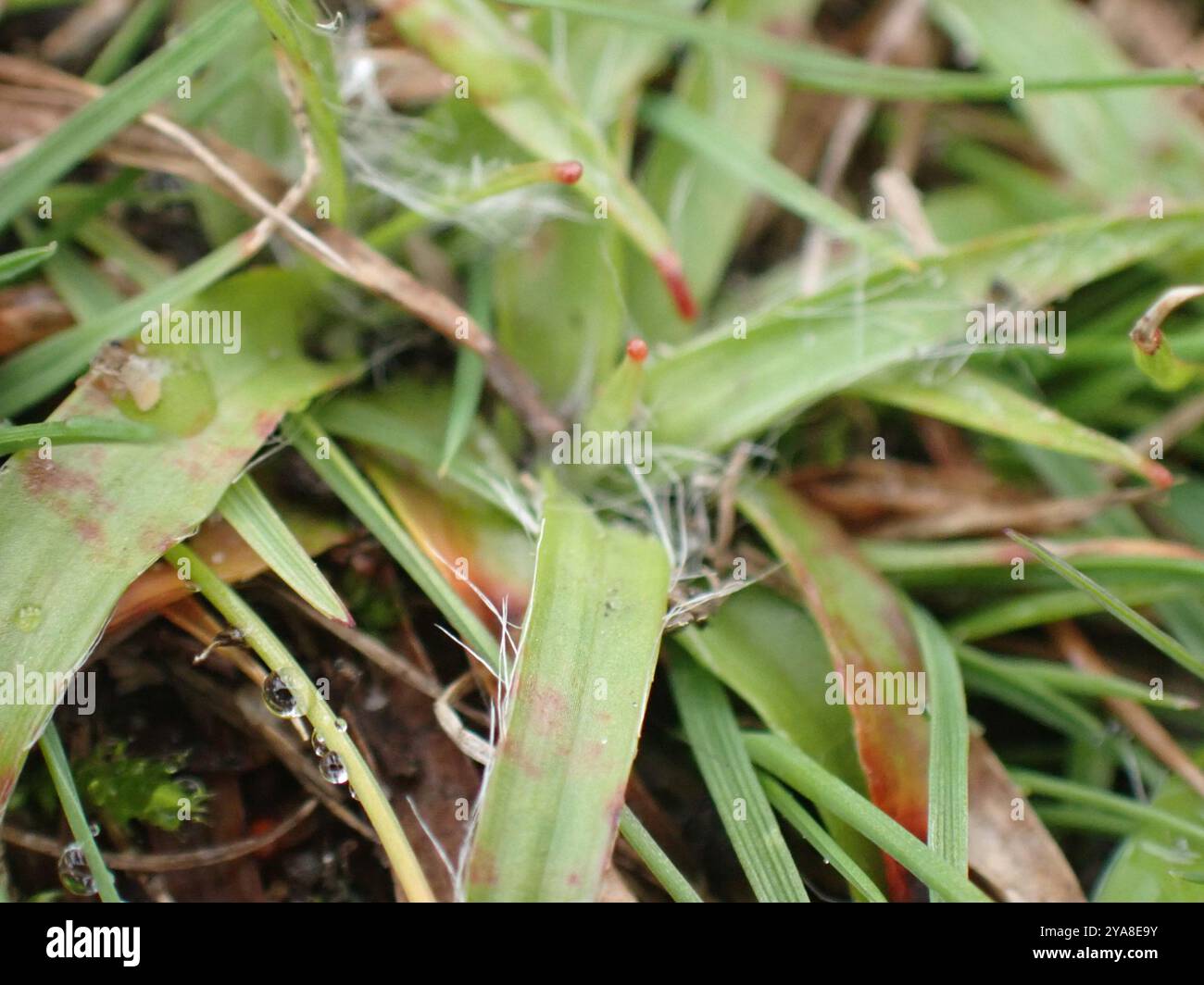 Field woodrush (Luzula campestris) Plantae Stock Photo - Alamy