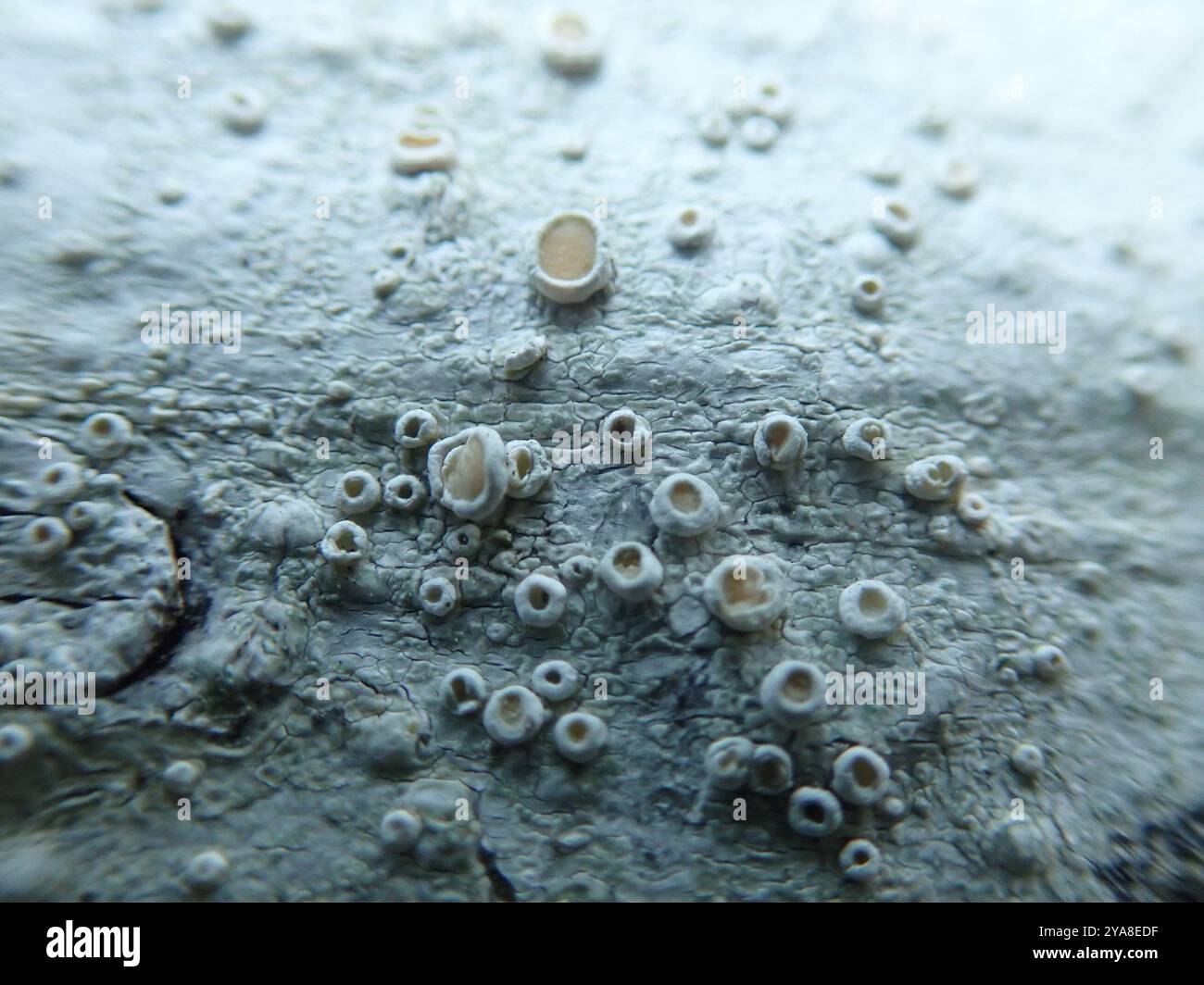 Smooth Saucer Lichen (Ochrolechia laevigata) Fungi Stock Photo - Alamy