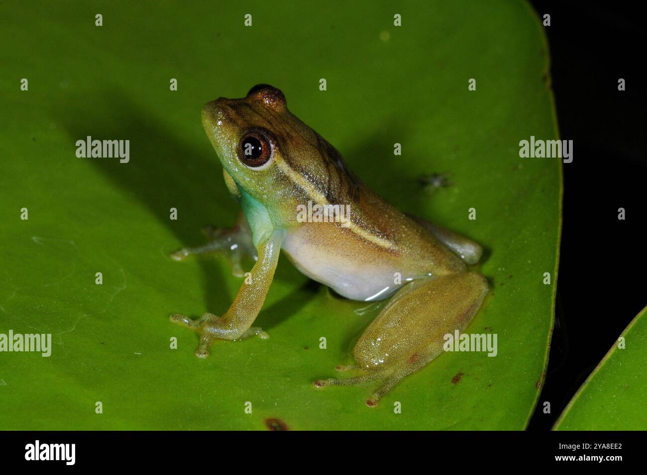 argus reed frog (Hyperolius argus) Amphibia Stock Photo - Alamy