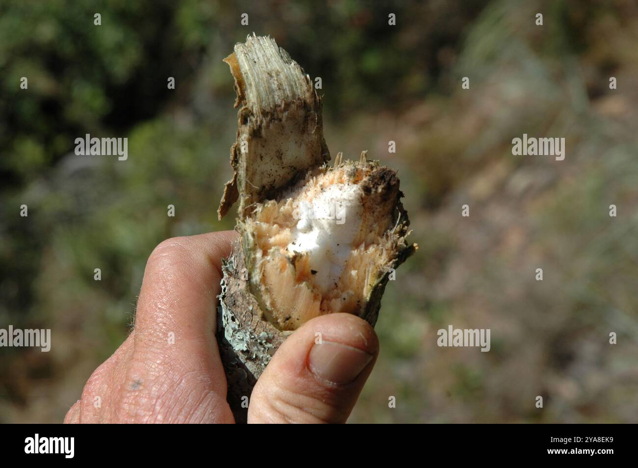 Natal forest cabbage tree (Cussonia sphaerocephala) Plantae Stock Photo ...
