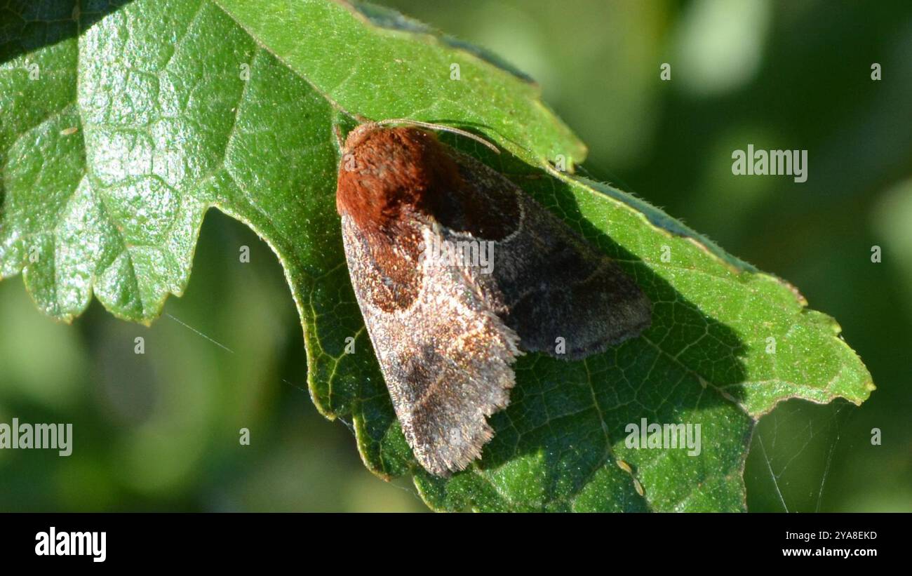 Arcigera Flower Moth (Schinia arcigera) Insecta Stock Photo - Alamy