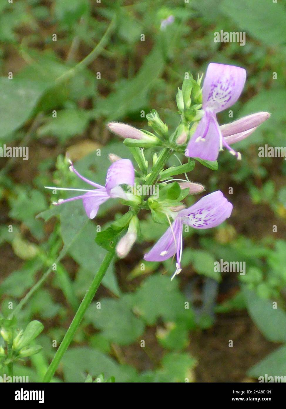 Branched Foldwing (Dicliptera brachiata) Plantae Stock Photo - Alamy