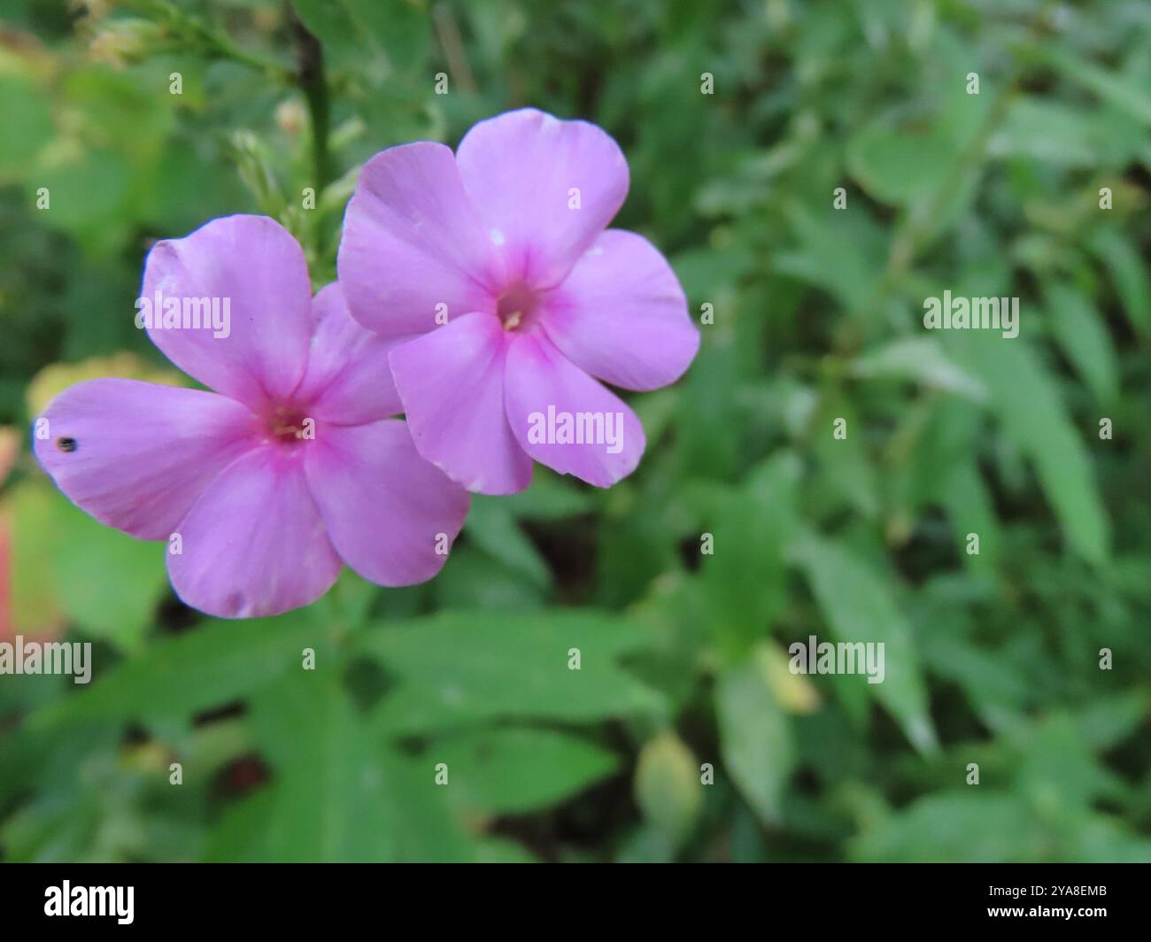 fall phlox (Phlox paniculata) Plantae Stock Photo - Alamy