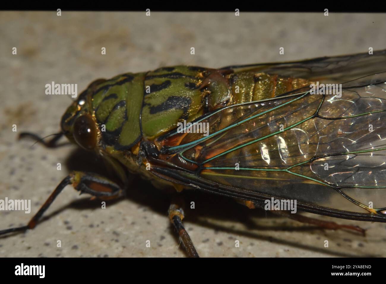 (Purana tigrina) Insecta Stock Photo - Alamy