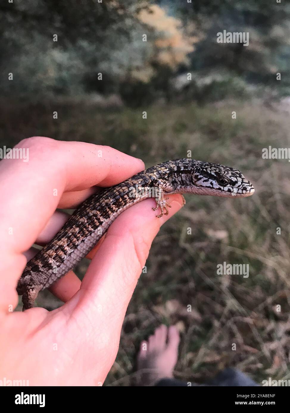 Northern Alligator Lizard (Elgaria coerulea) Reptilia Stock Photo - Alamy