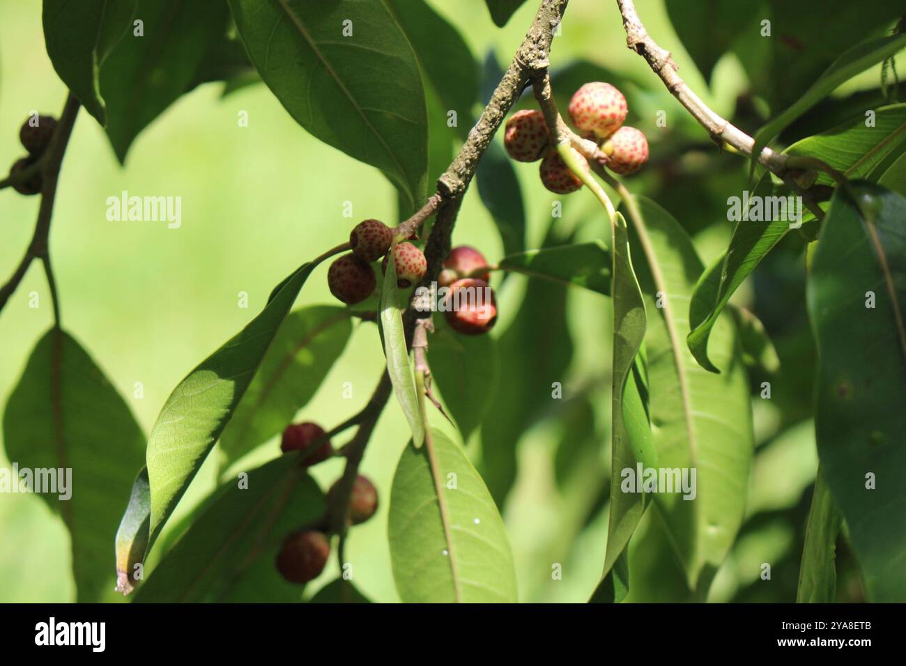 (Ficus pertusa) Plantae Stock Photo - Alamy