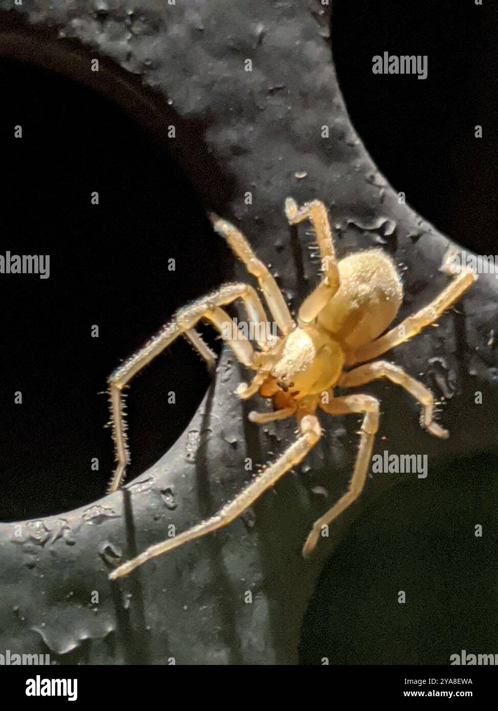 Longlegged Sac Spiders (Cheiracanthium) Arachnida Stock Photo - Alamy