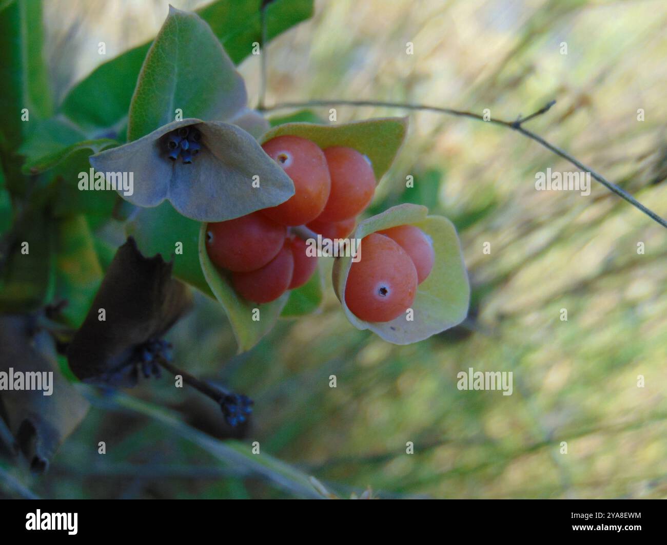 Mediterranean Honeysuckle (Lonicera implexa) Plantae Stock Photo - Alamy
