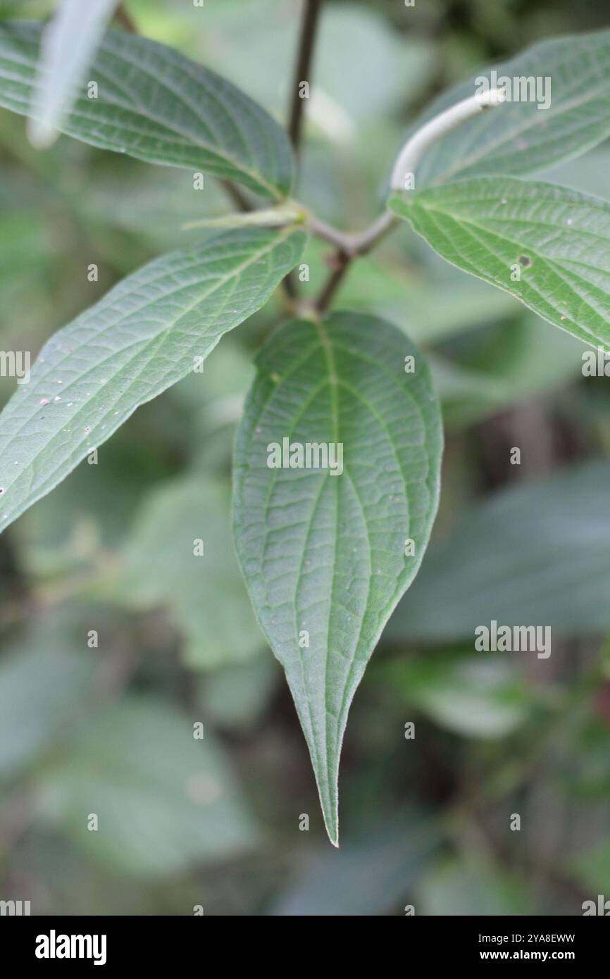 pepper plants (Piper) Plantae Stock Photo - Alamy