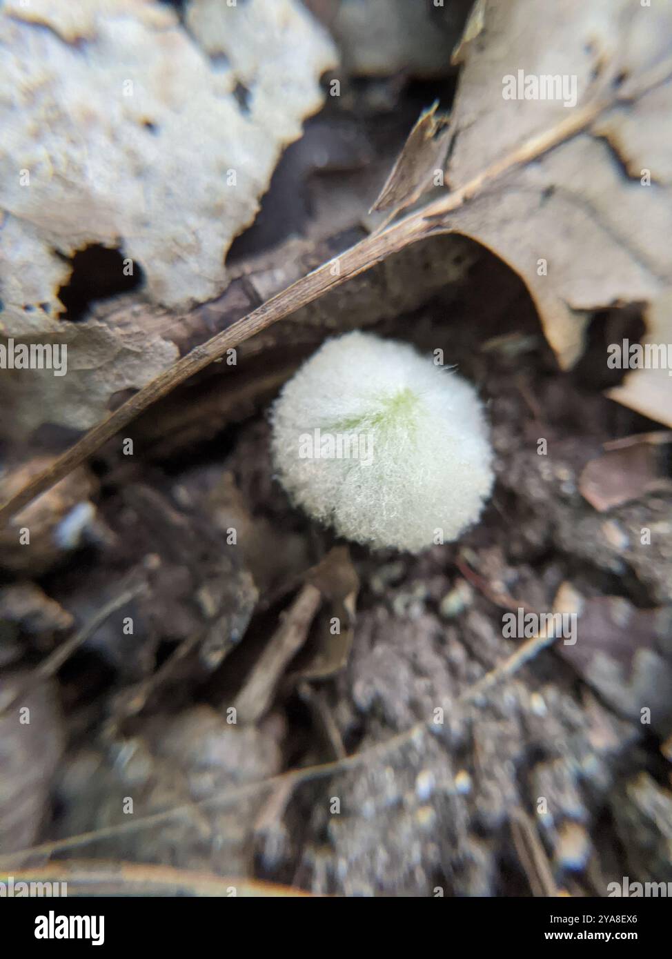 Woolly Oak Gall Wasp (Callirhytis lanata) Insecta Stock Photo - Alamy