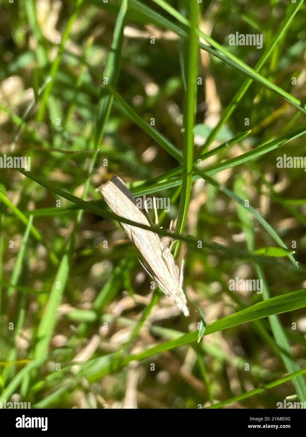 Barred Grass-veneer (Agriphila inquinatella) Insecta Stock Photo - Alamy