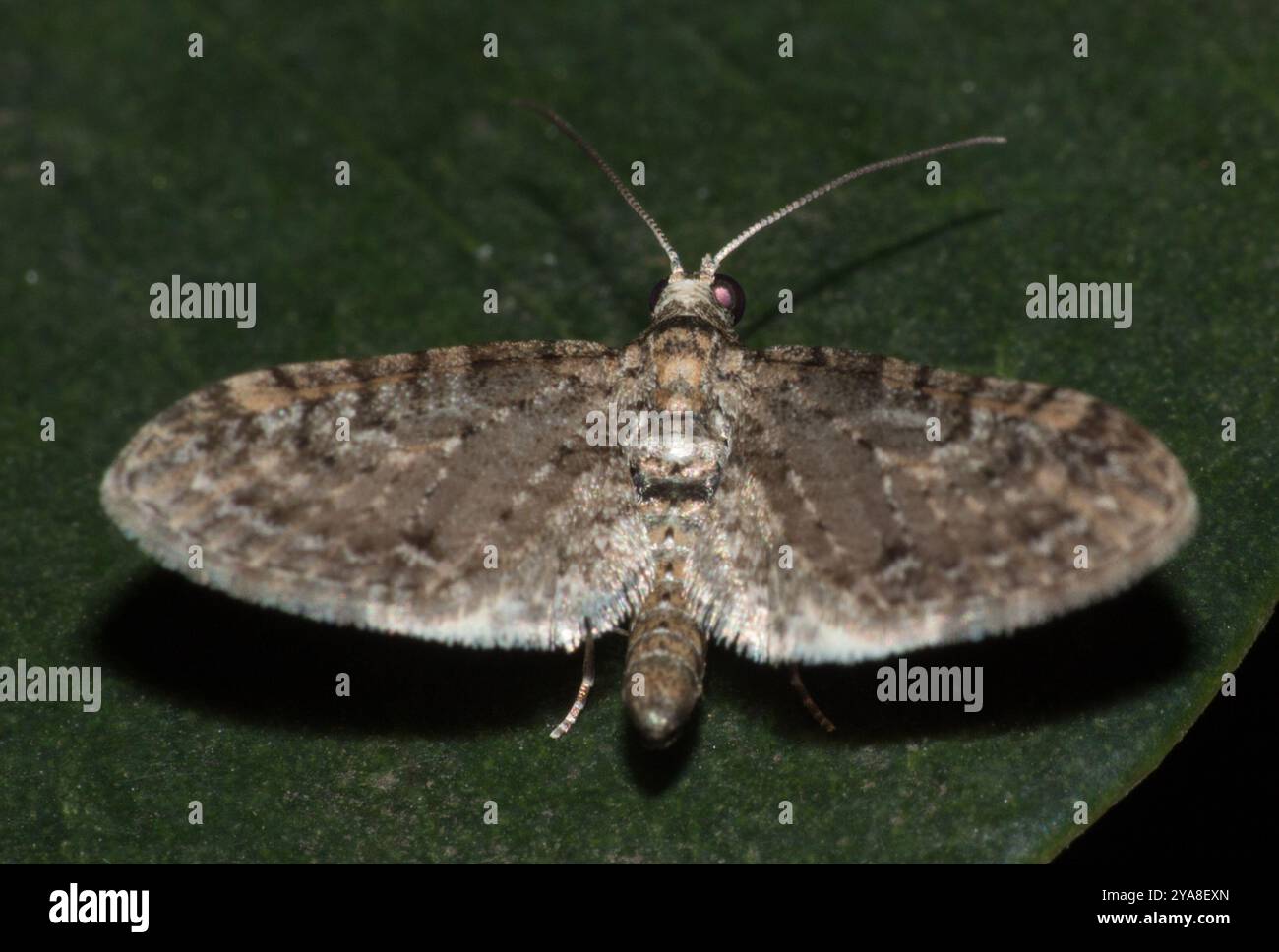 Geometer Moths (Geometridae) Insecta Stock Photo - Alamy