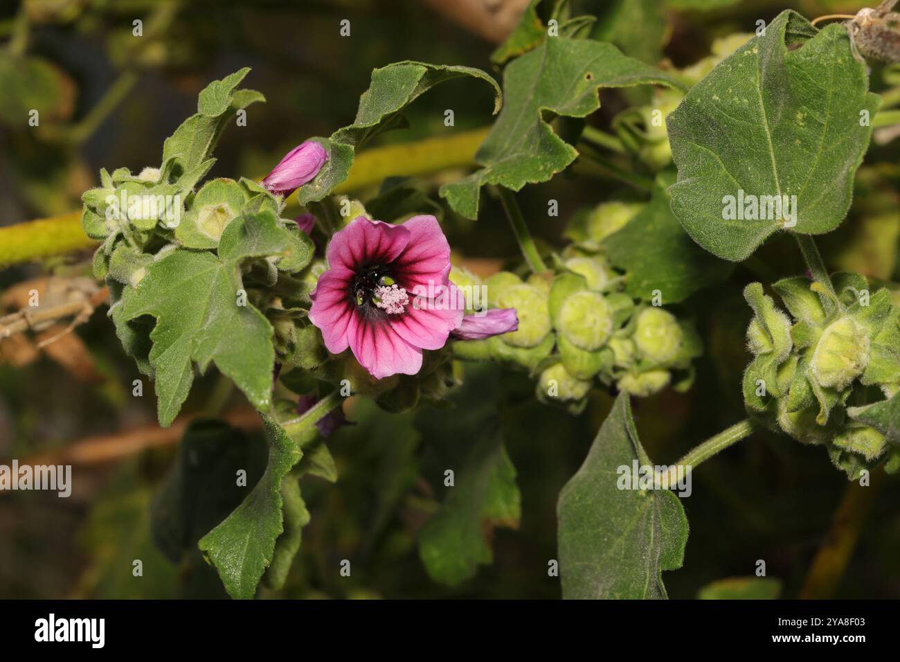 Tree Mallow (Malva arborea) Plantae Stock Photo - Alamy