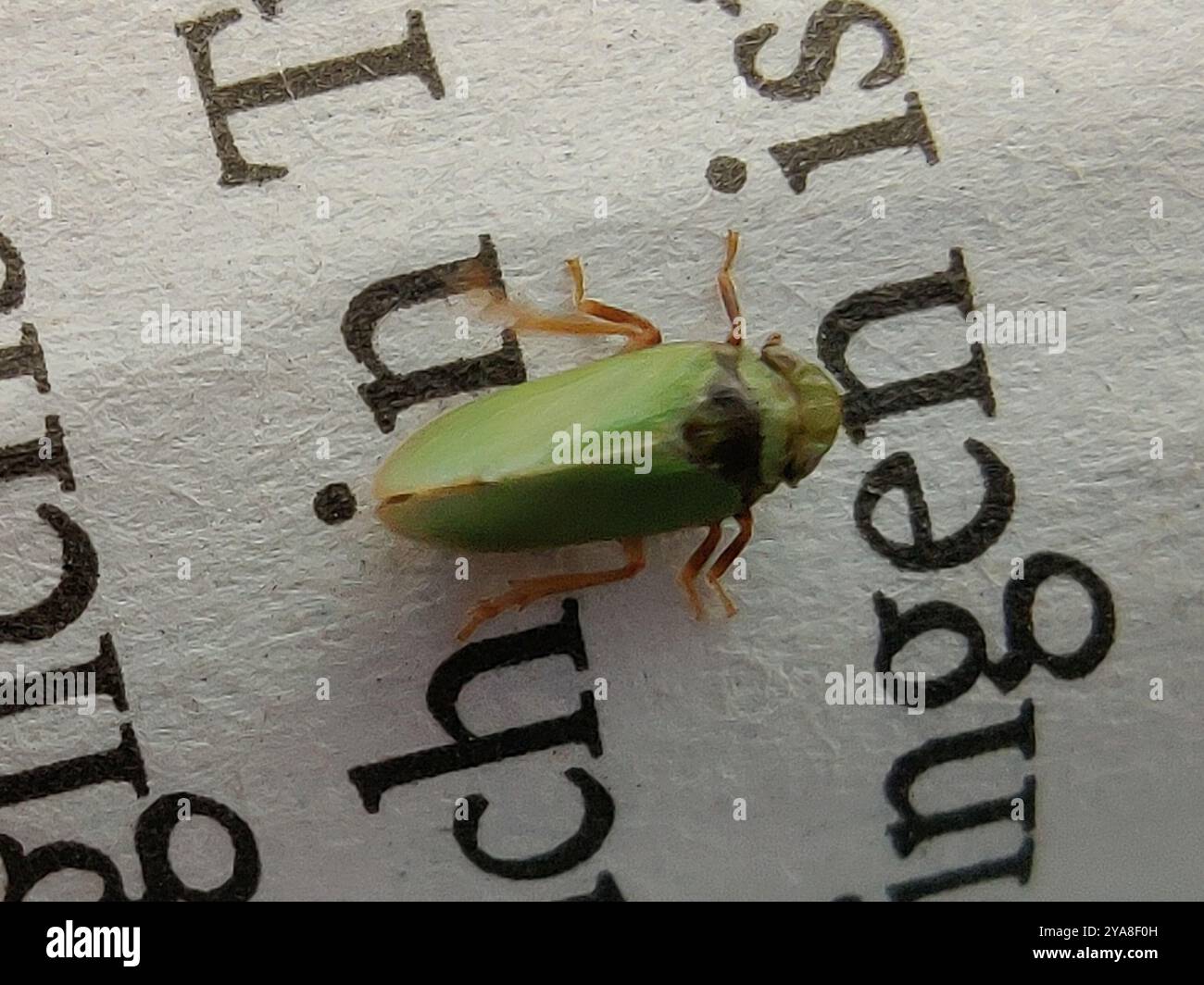 Tettigometra hi-res stock photography and images - Alamy