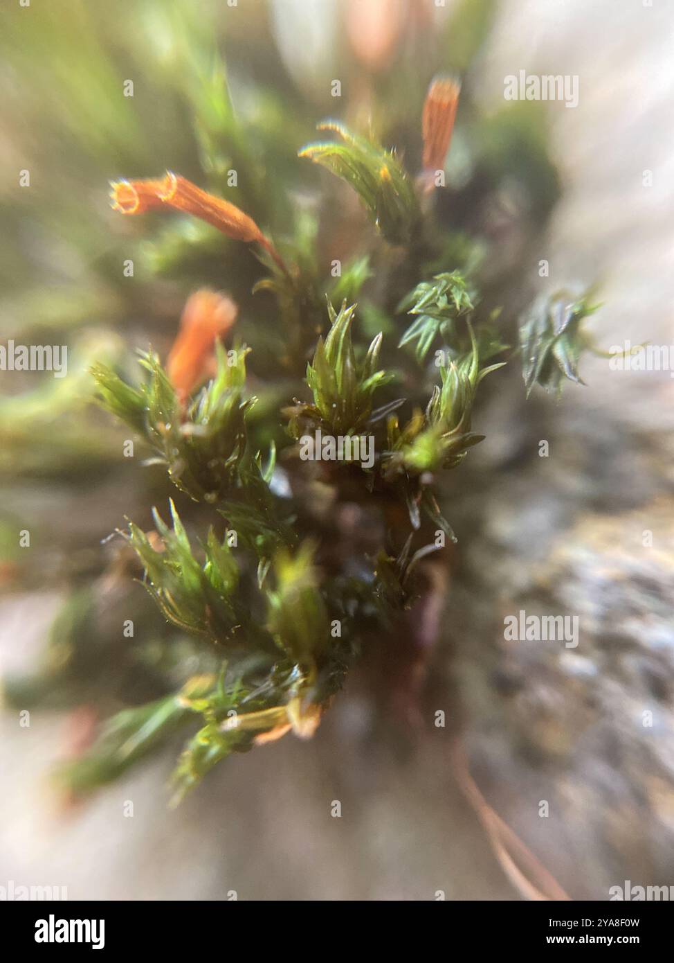Anomalous Bristle-moss (Orthotrichum anomalum) Plantae Stock Photo - Alamy
