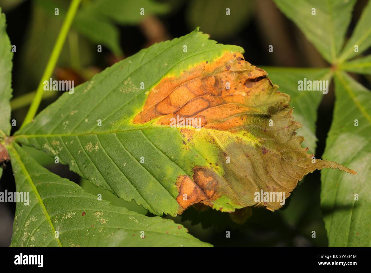 Aesculus leaf blotch (Phyllosticta sphaeropsoidea) Fungi Stock Photo ...