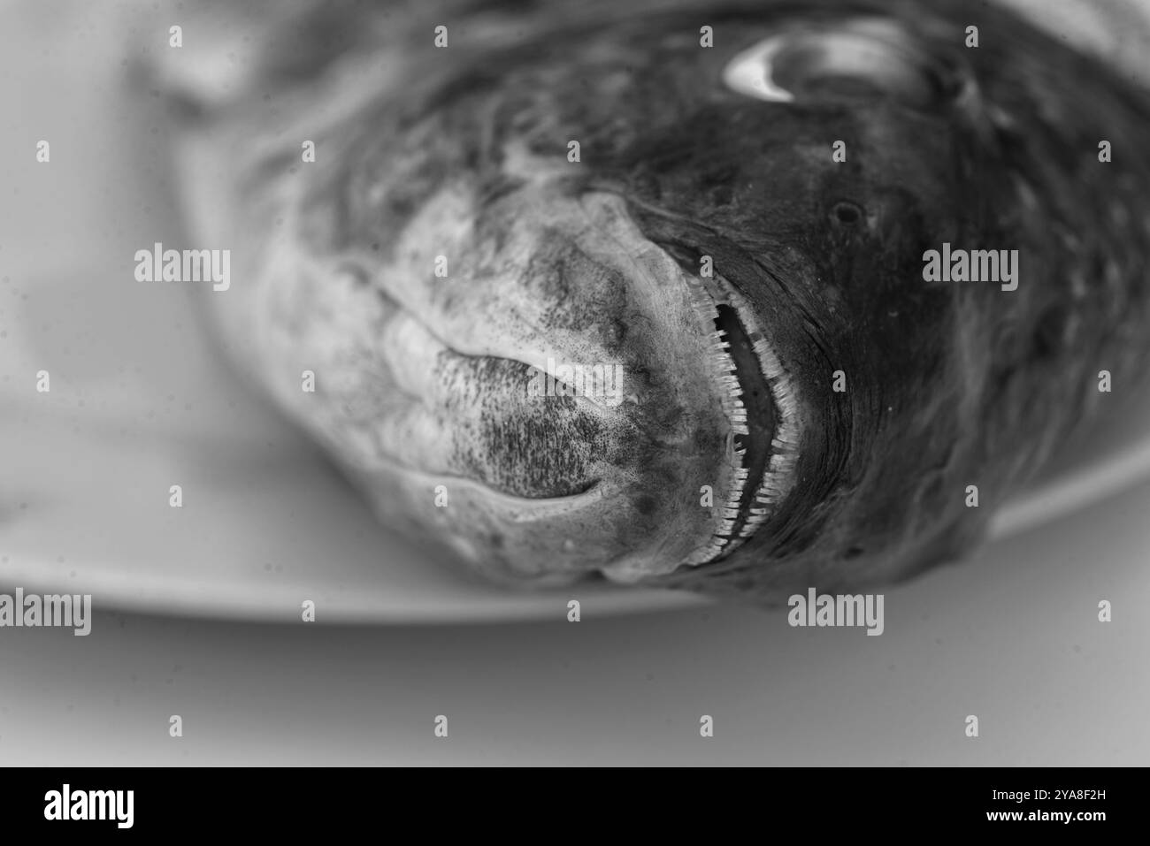 Tilapia head hi-res stock photography and images - Alamy