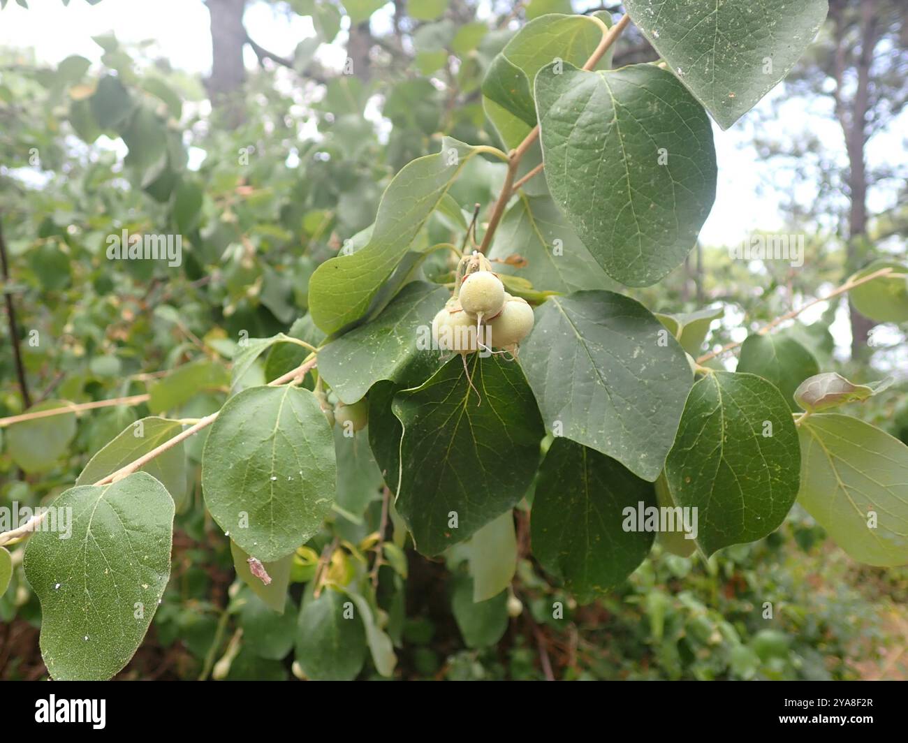 Snowdrop Bush (Styrax officinalis) Plantae Stock Photo - Alamy