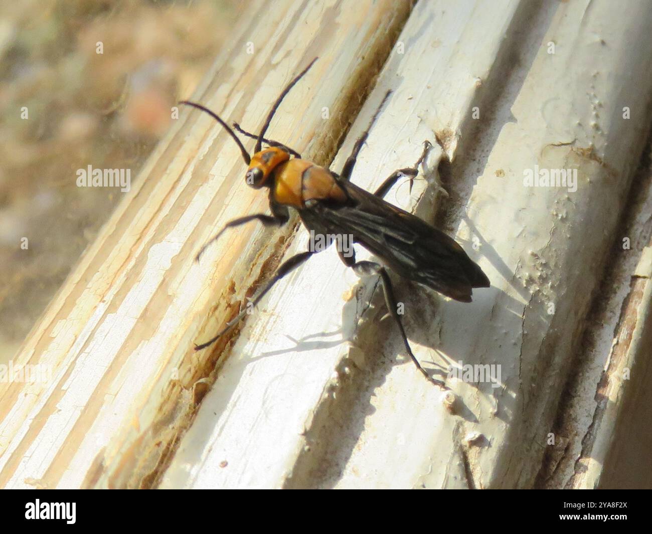 Spider Wasps (Pompilidae) Insecta Stock Photo - Alamy