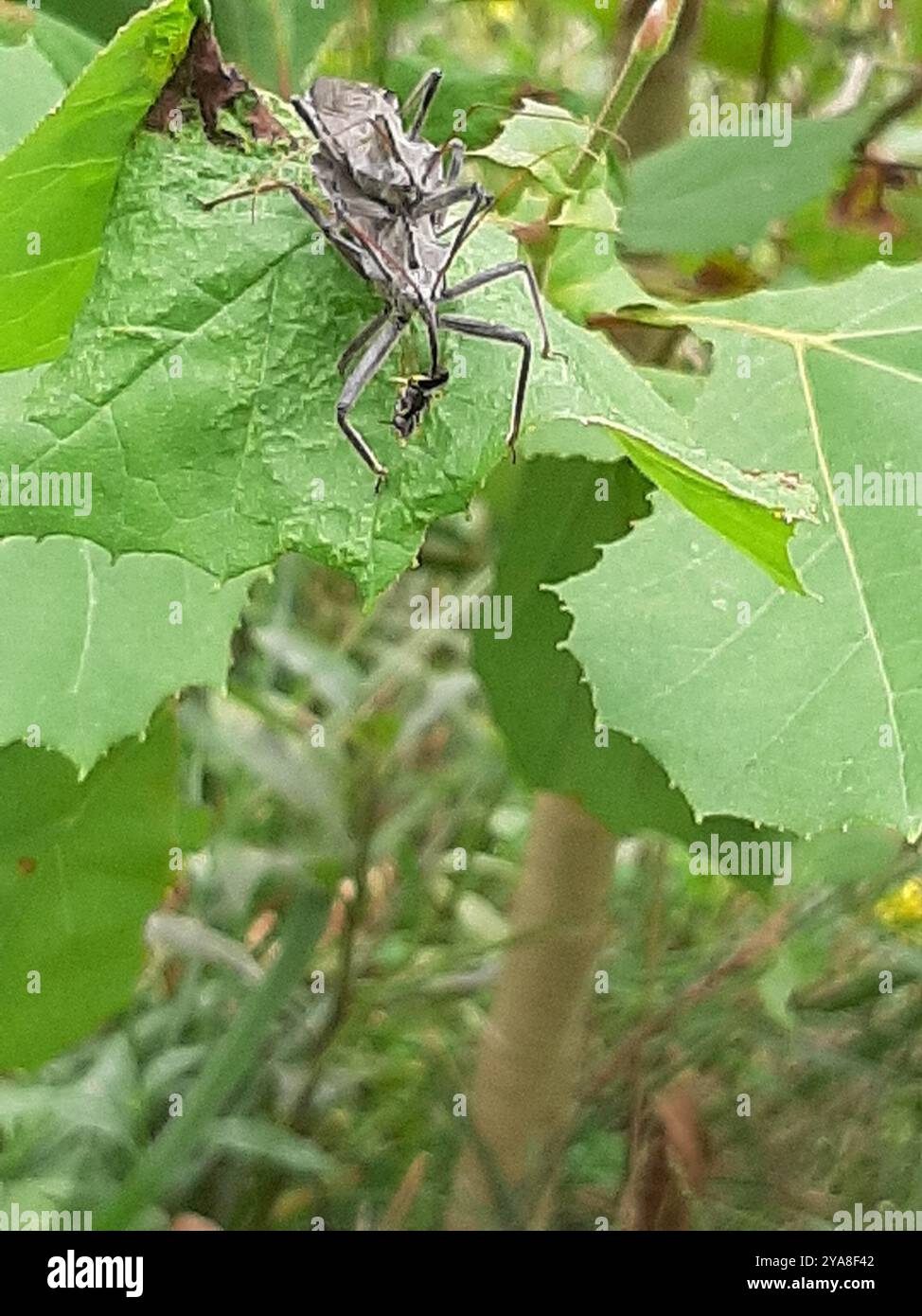 North American Wheel Bug (Arilus cristatus) Insecta Stock Photo - Alamy