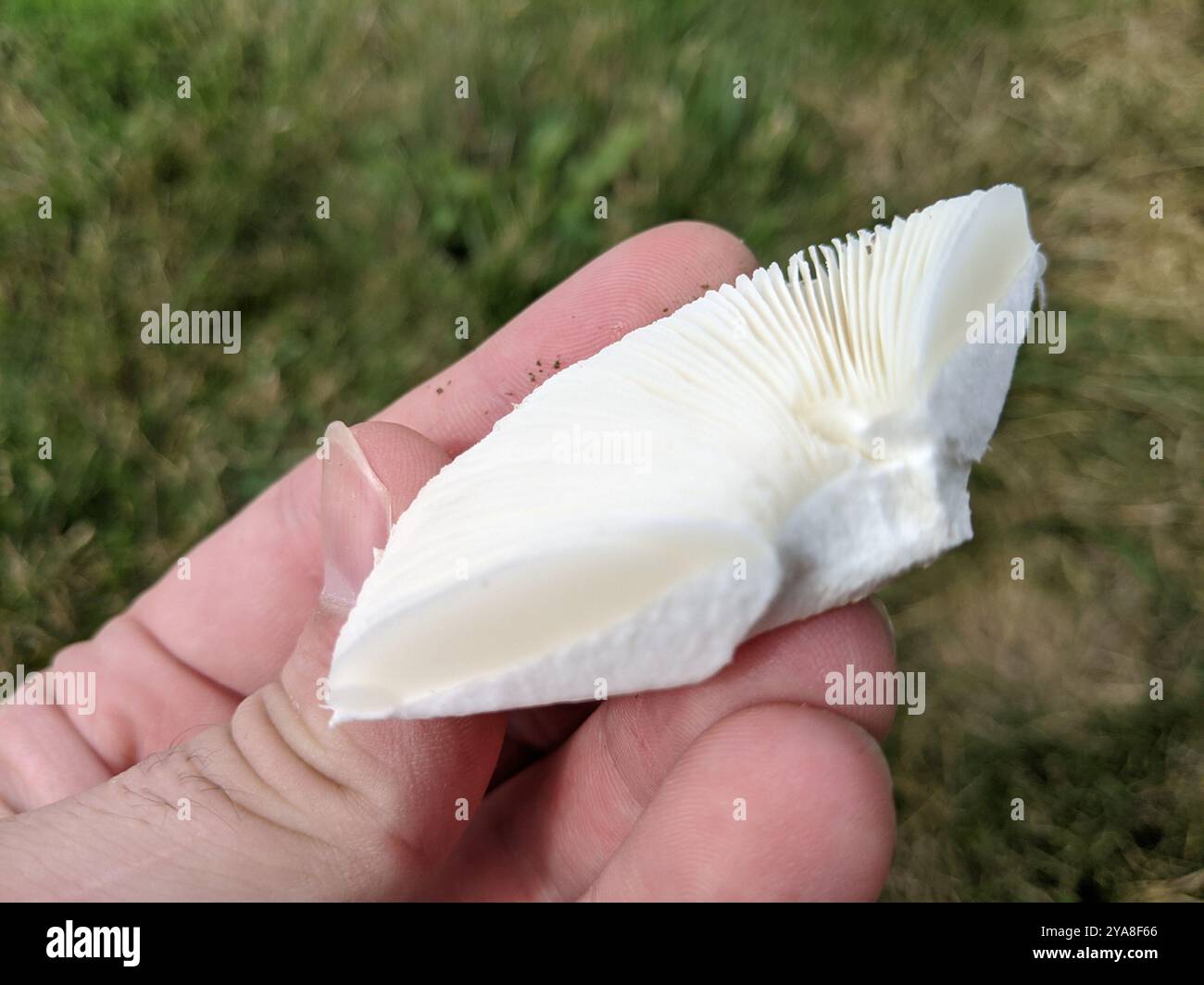 White Dapperling (Leucoagaricus leucothites) Fungi Stock Photo - Alamy