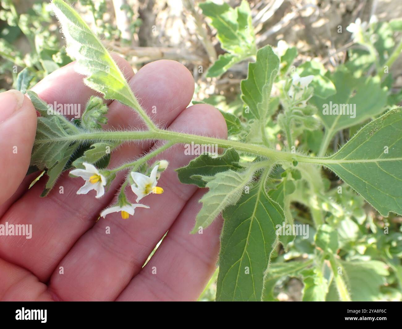 nightshades (Solanum) Plantae Stock Photo - Alamy