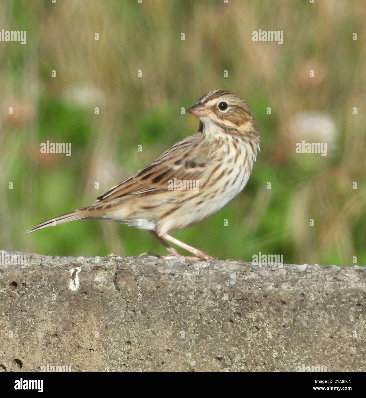 Savannah Sparrow (Passerculus sandwichensis) Aves Stock Photo - Alamy