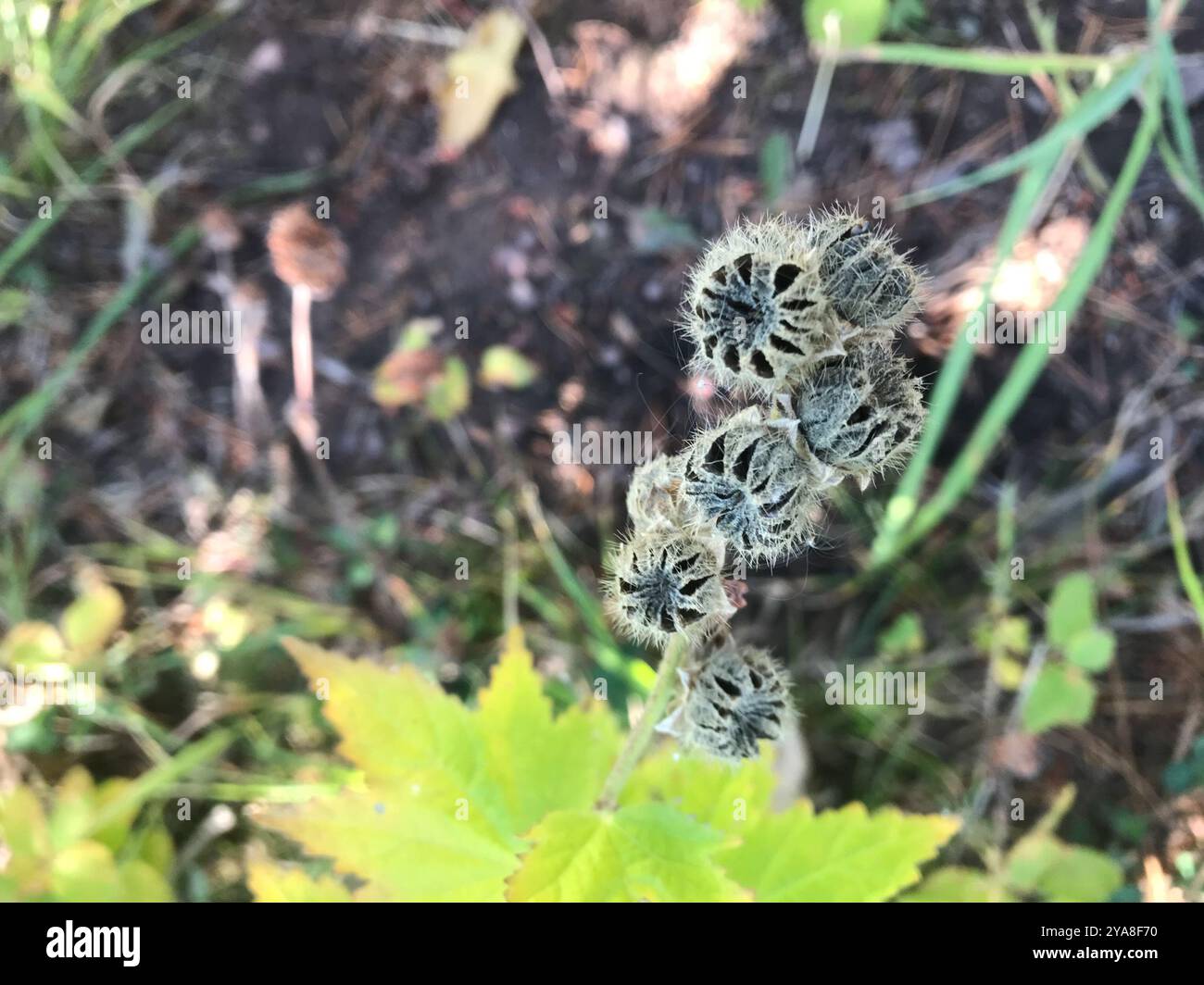 streambank wild hollyhock (Iliamna rivularis) Plantae Stock Photo - Alamy
