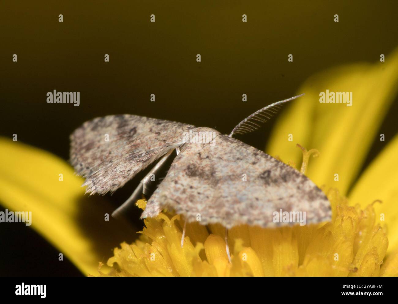 Geometer Moths (Geometridae) Insecta Stock Photo - Alamy