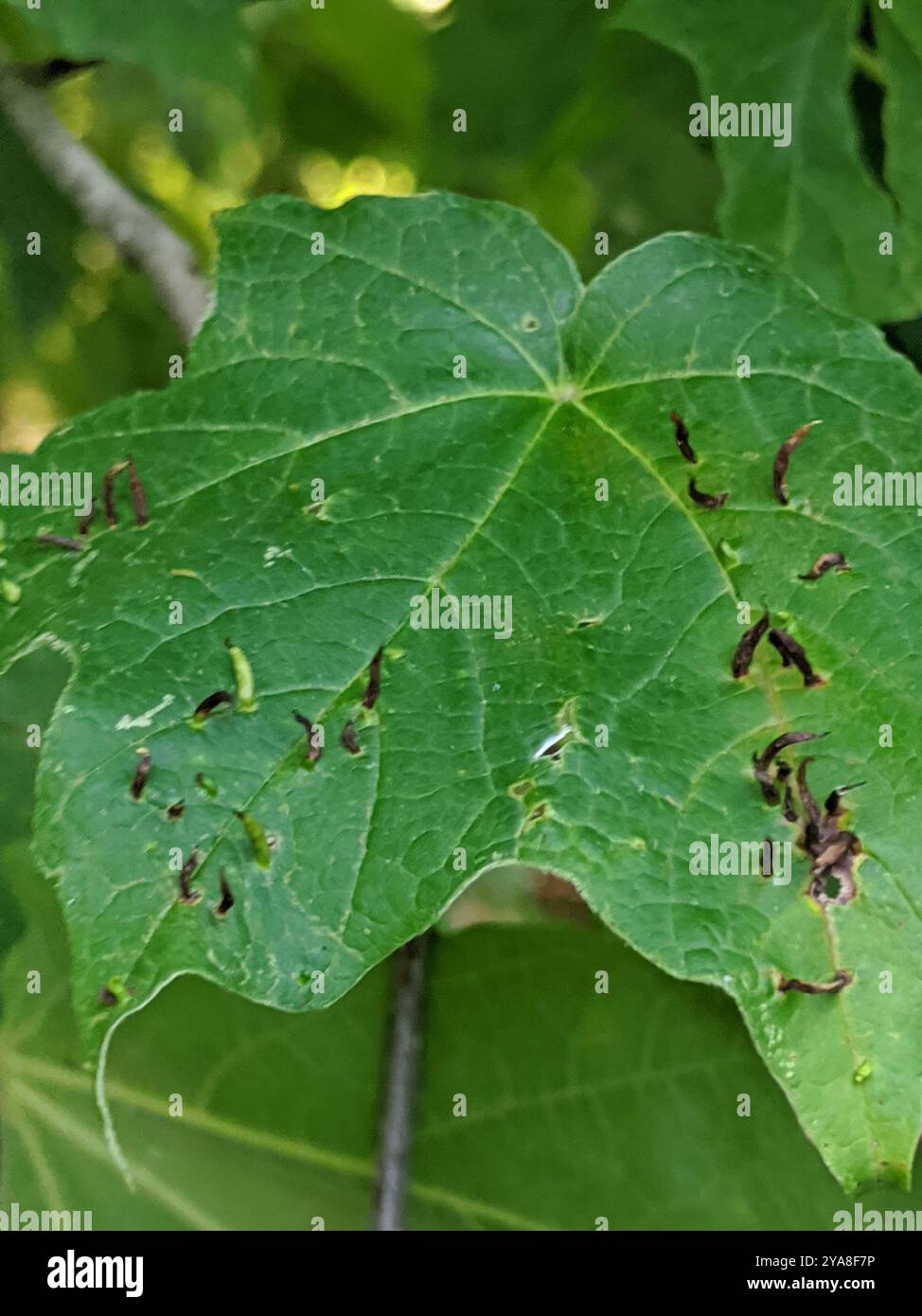 Spindle gall hi-res stock photography and images - Alamy