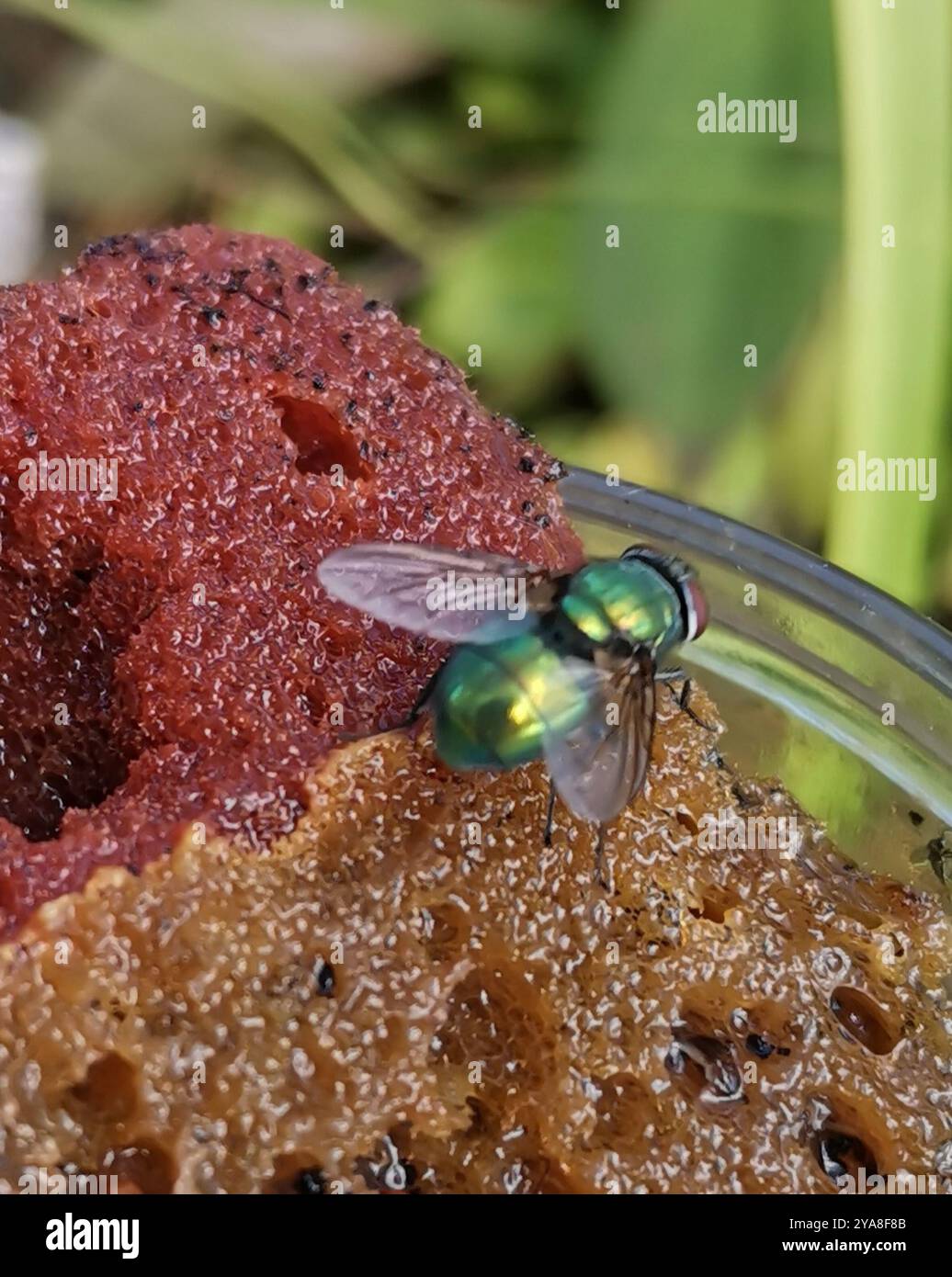 Common European Greenbottle Fly (Lucilia sericata) Insecta Stock Photo ...