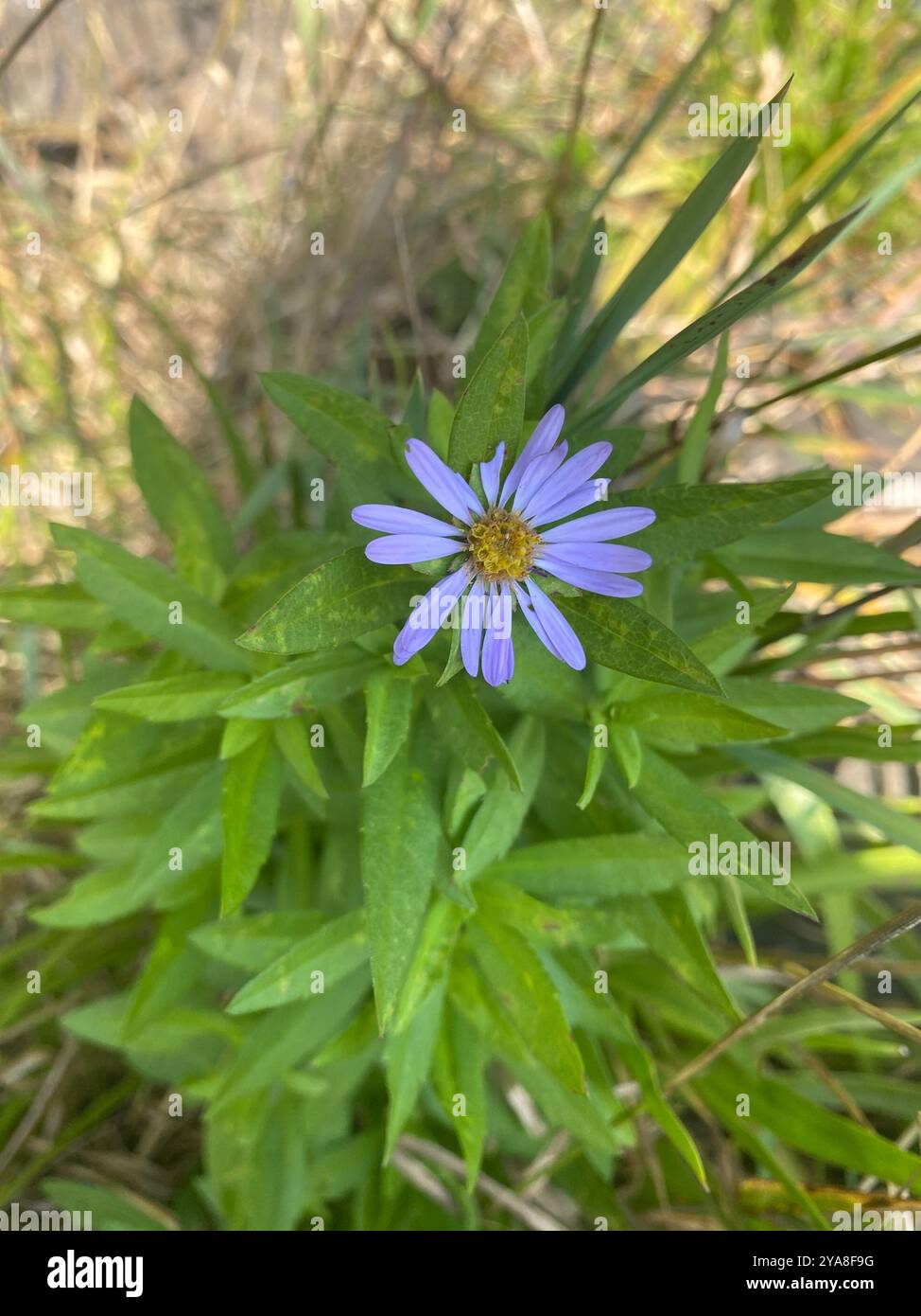 Pacific Aster (Symphyotrichum chilense) Plantae Stock Photo - Alamy