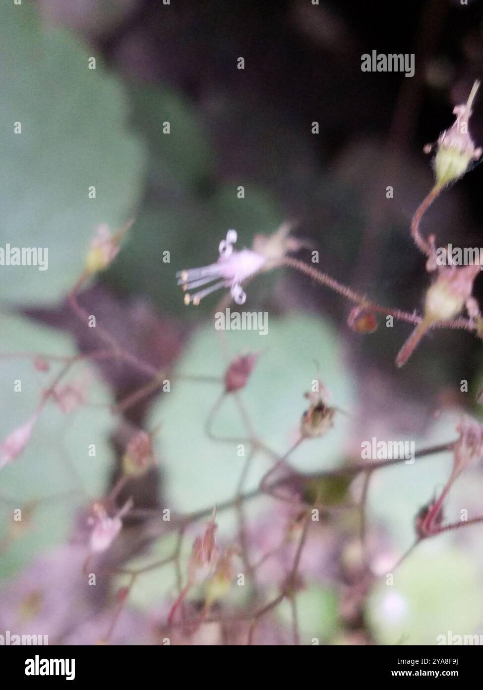 small-flowered alumroot (Heuchera parviflora) Plantae Stock Photo - Alamy