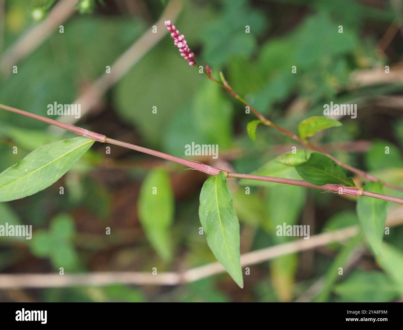 low smartweed (Persicaria longiseta) Plantae Stock Photo - Alamy