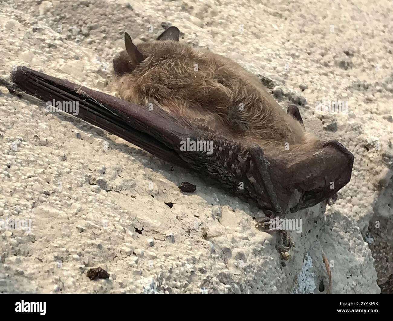 Mouse-eared Bats (Myotis) Mammalia Stock Photo - Alamy