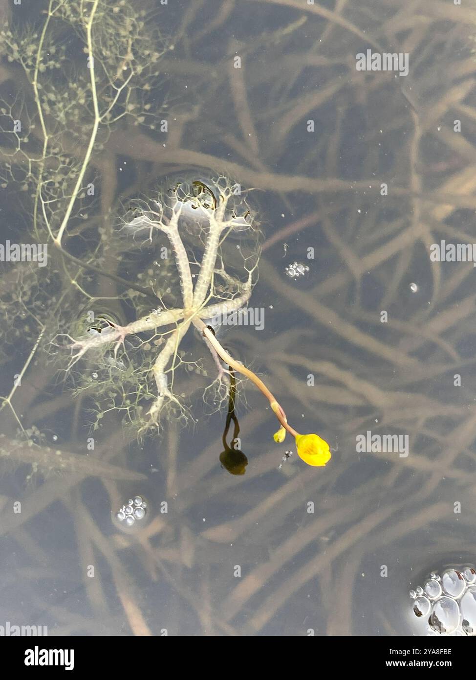 Small Swollen Bladderwort (Utricularia radiata) Plantae Stock Photo - Alamy