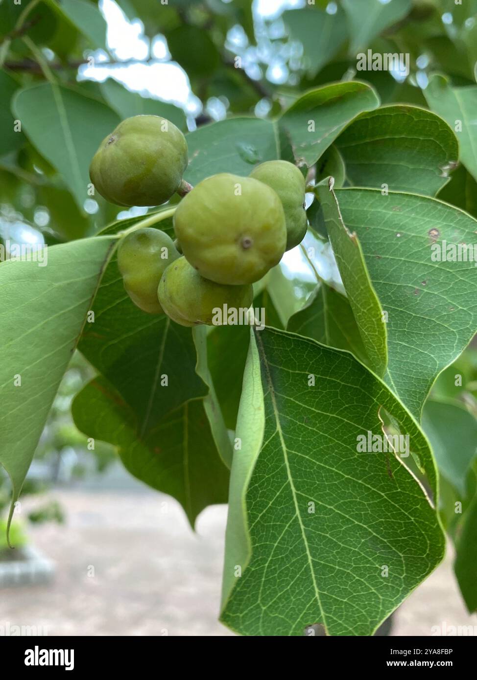 Chinese Tallow (Triadica sebifera) Plantae Stock Photo - Alamy
