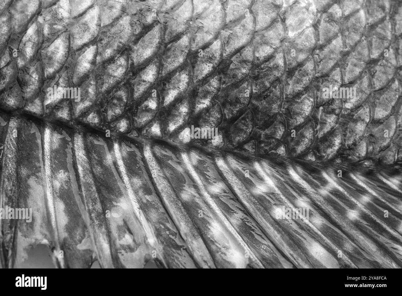 Scales and fins hi-res stock photography and images - Alamy