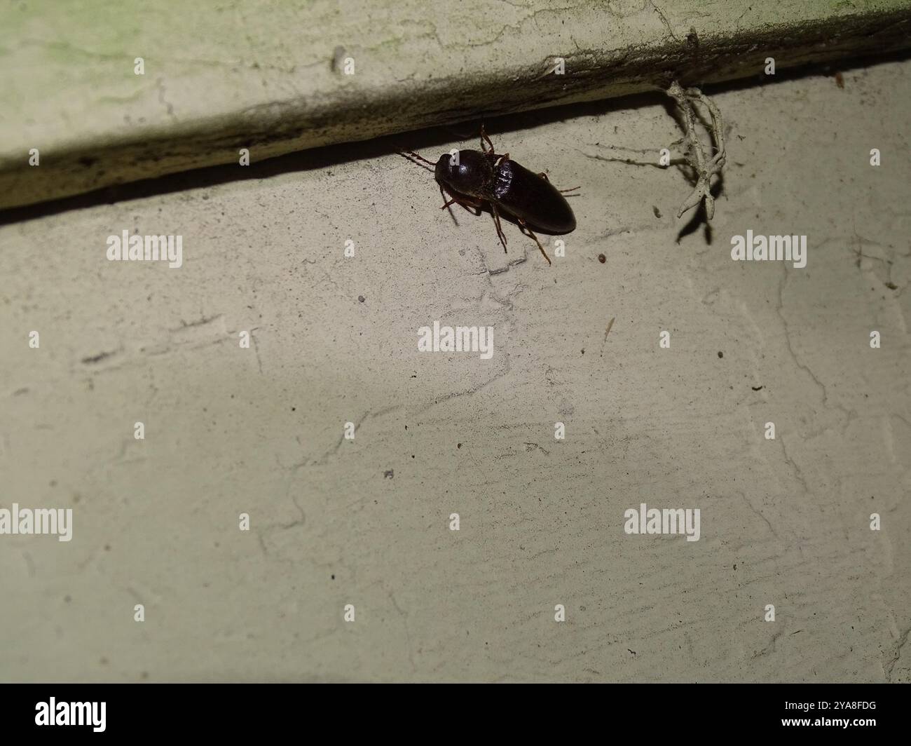 Click Beetles (Elateridae) Insecta Stock Photo - Alamy