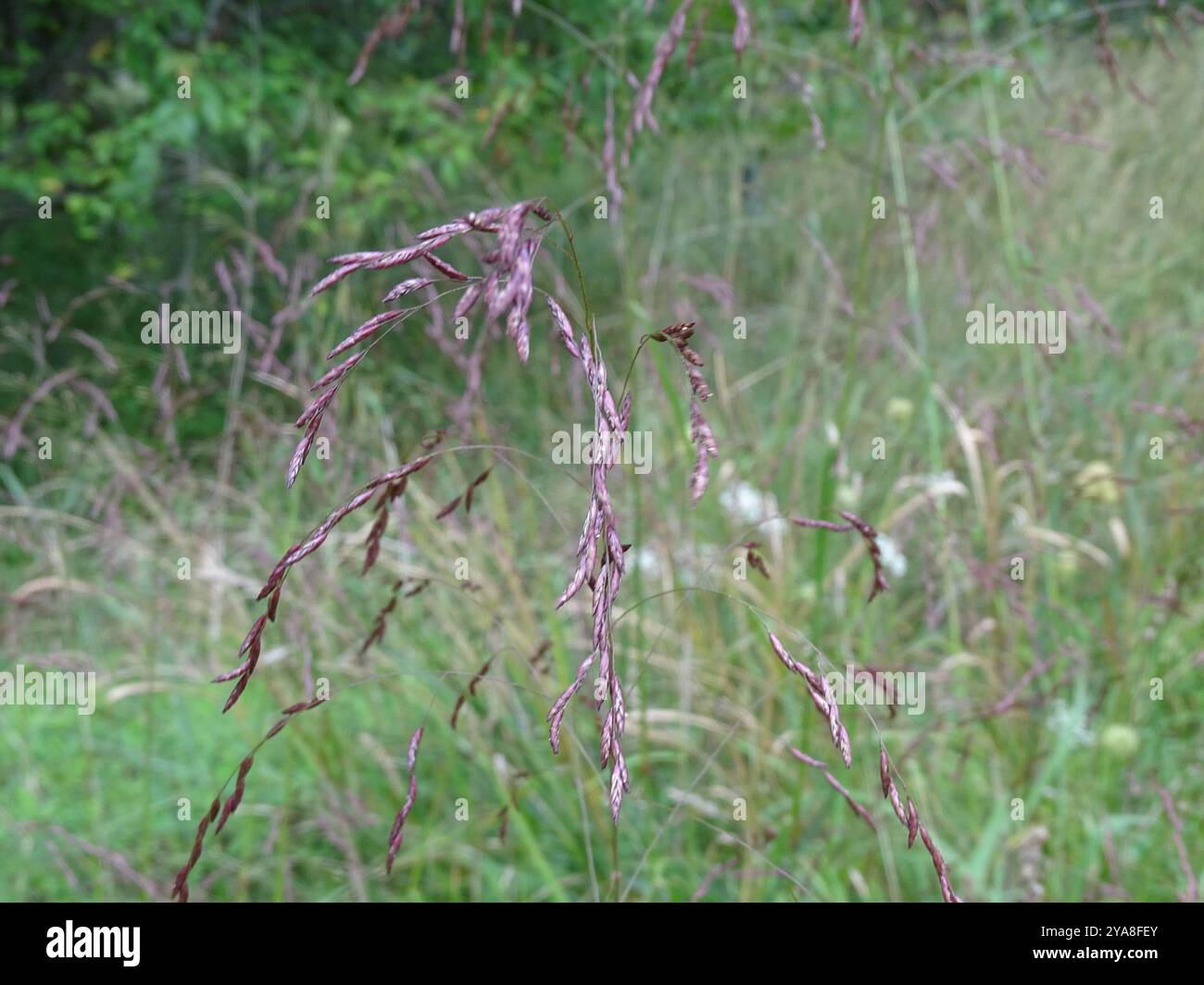 purpletop tridens (Tridens flavus) Plantae Stock Photo - Alamy