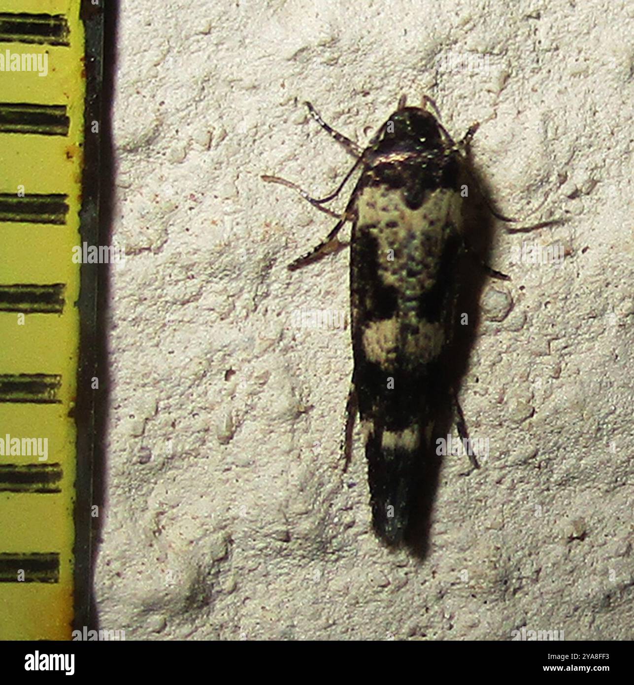 Curved-horn Moths (Gelechioidea) Insecta Stock Photo - Alamy