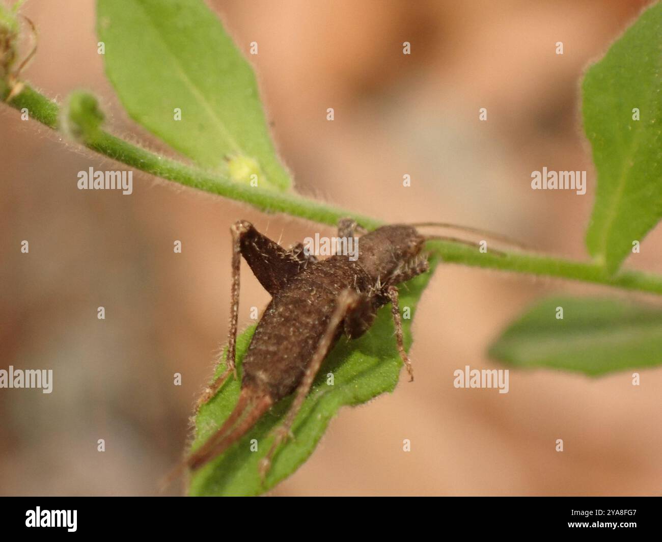 Hairy Scale-cricket (Arachnocephalus vestitus) Insecta Stock Photo - Alamy