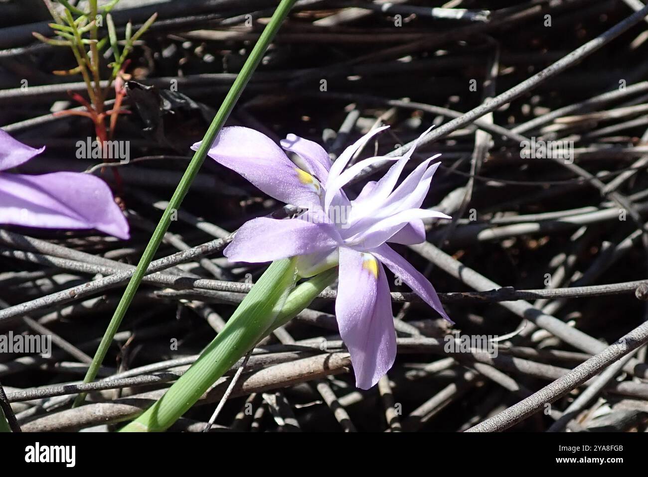 Bigseed Tulp (Moraea macrocarpa) Plantae Stock Photo - Alamy