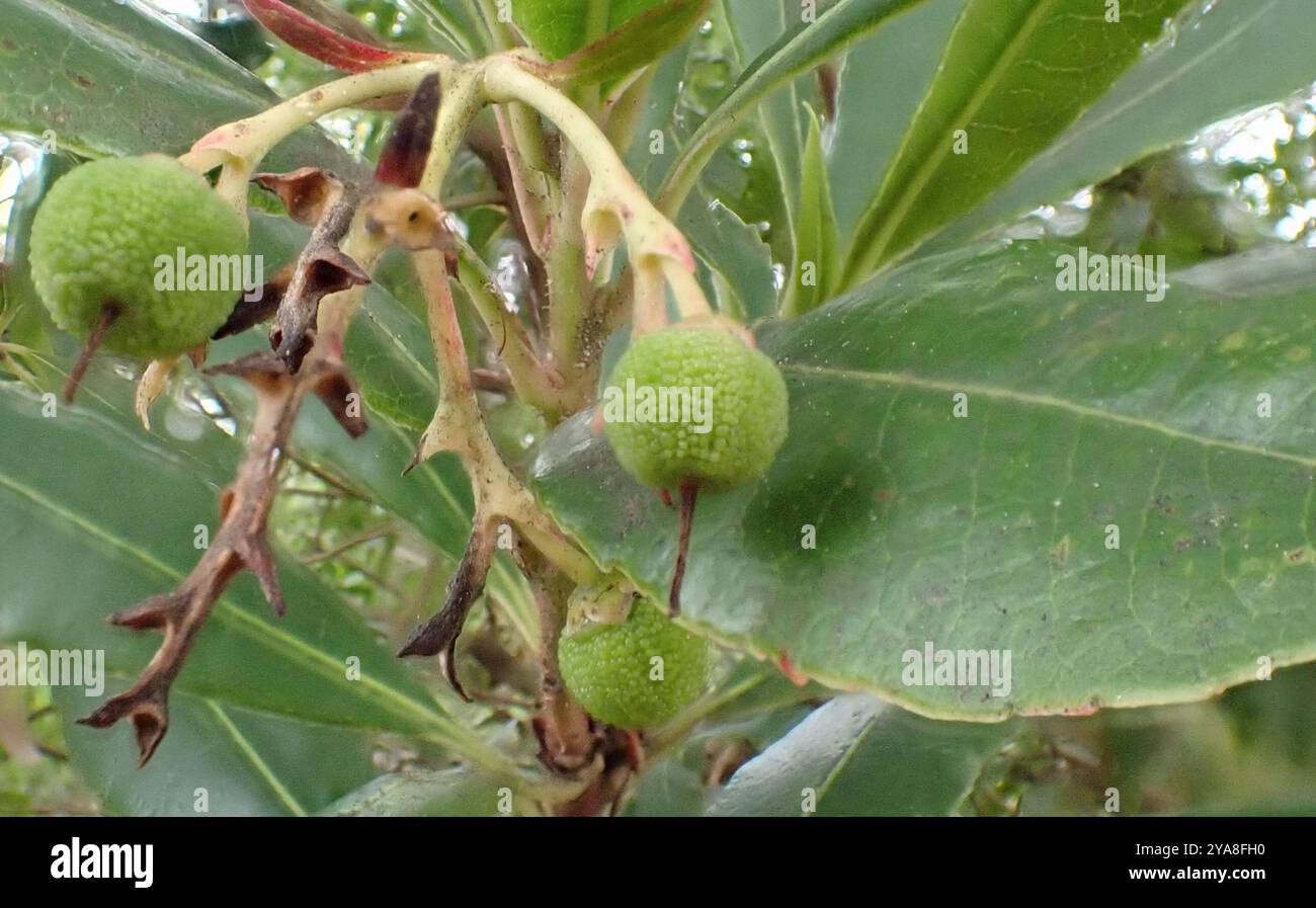 strawberry tree (Arbutus unedo) Plantae Stock Photo - Alamy